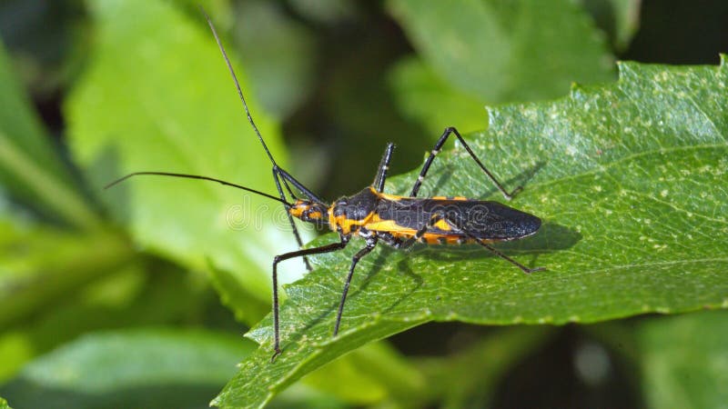 Assassin bug on a leaf stock photo. Image of orange - 263777776