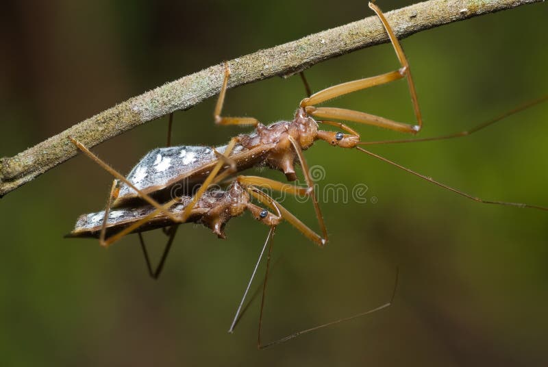 Assassin bug mating stock photo. Image of close, animal - 6967630