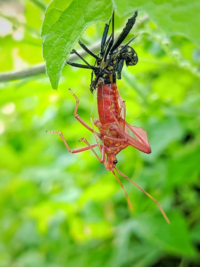 921 Bug Molting Stock Photos - Free & Royalty-Free Stock Photos from ...