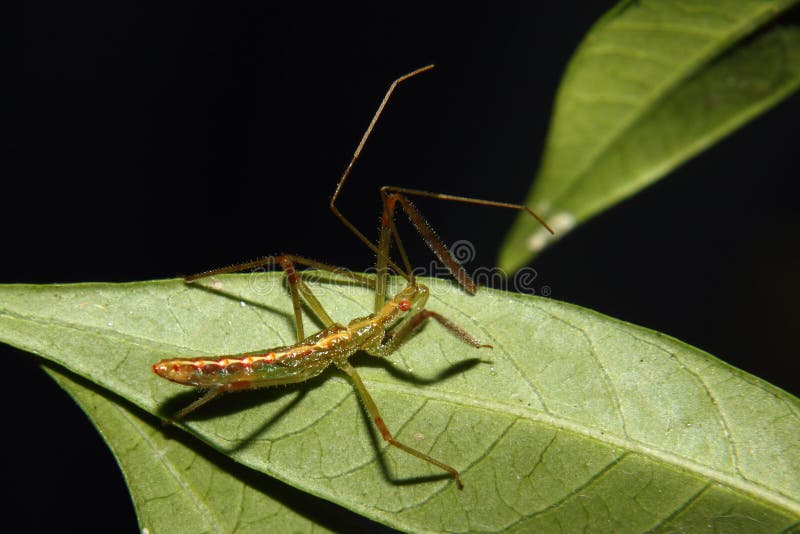 Assassin Bug Nymph stock image. Image of animal, assassin - 27650039