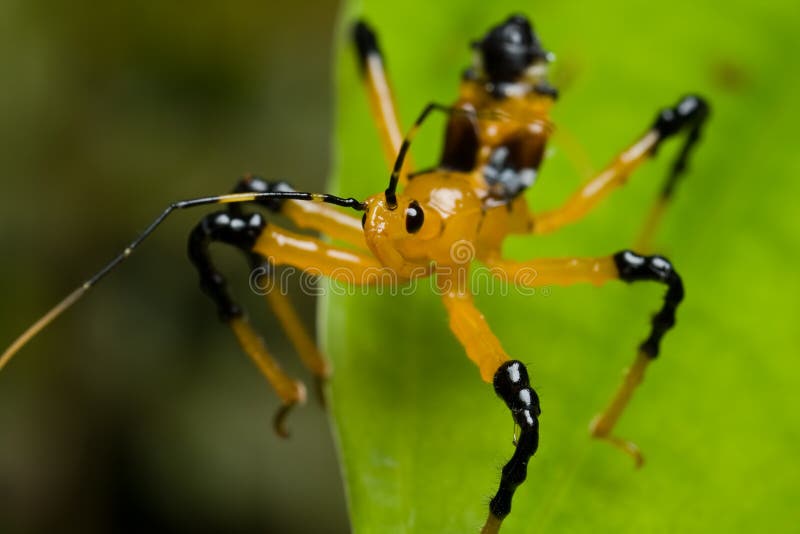 Assassin bug nymph stock image. Image of wild, predator - 8188243