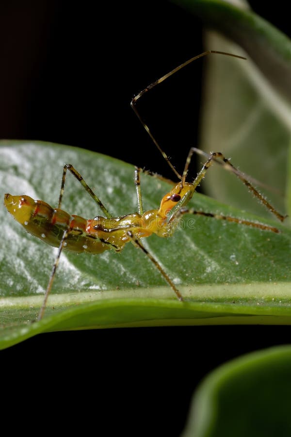 Assassin Bug nymph stock photo. Image of colorful, family - 195701702