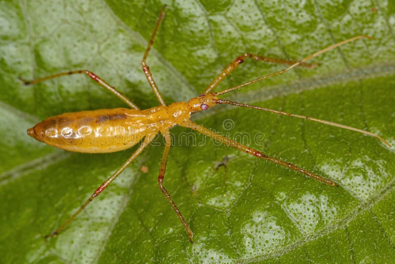 Assassin Bug Nymph stock image. Image of nature, wildlife - 231752569