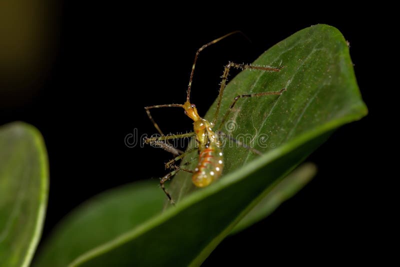 Assassin Bug nymph stock photo. Image of nature, colorful - 195701296