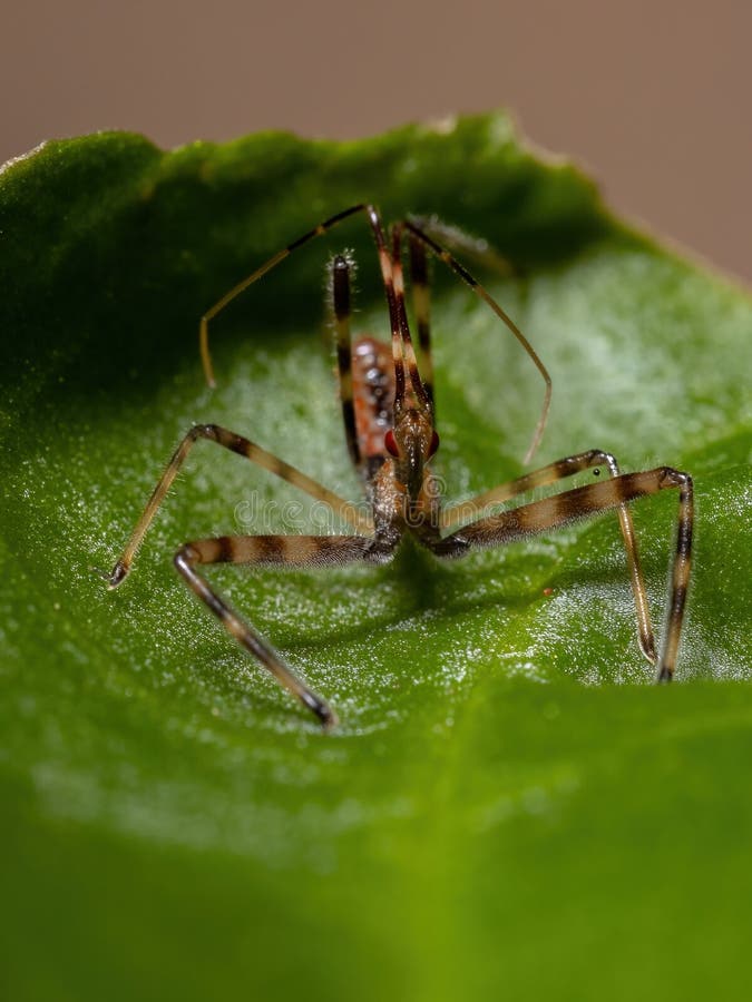 Assassin Bug Nymph stock image. Image of entomology - 214661005