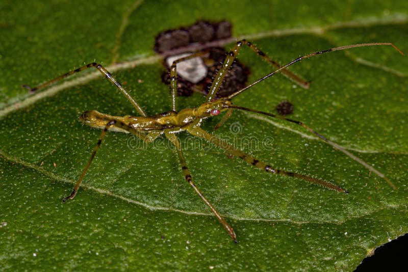 Assassin Bug Nymph stock photo. Image of reduviidae - 250655660