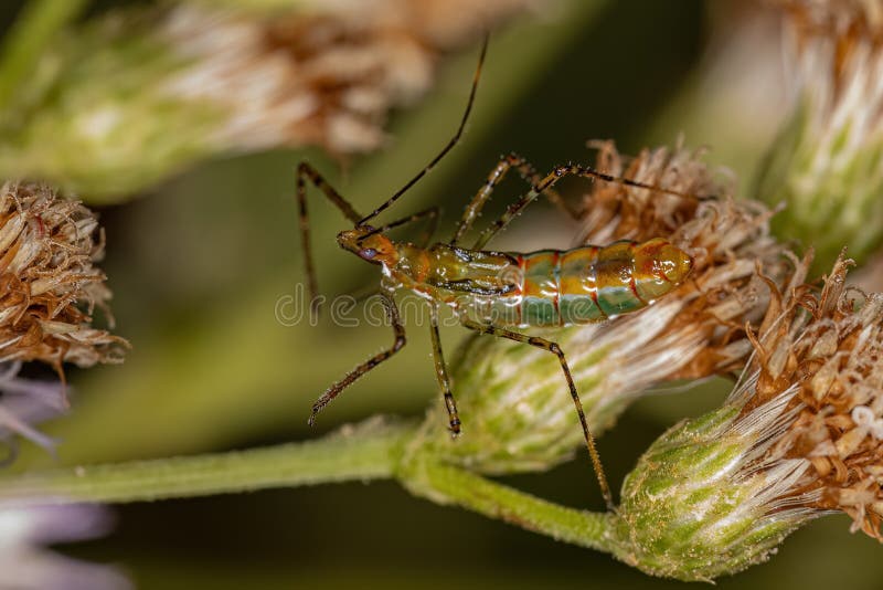 Assassin Bug Nymph stock photo. Image of zelus, predator - 255477534