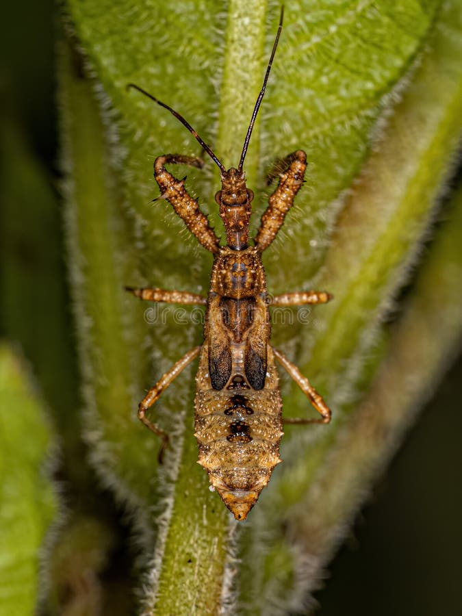 Assassin Bug Nymph stock photo. Image of predator, natural - 255481384