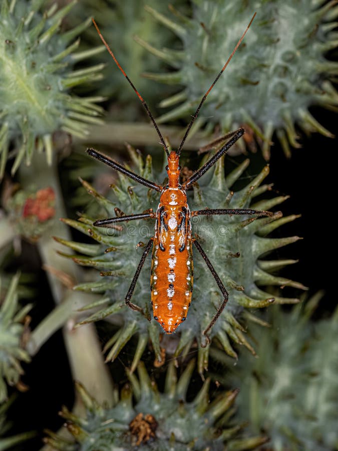 Assassin Bug Nymph stock image. Image of hemiptera, fauna - 255484117
