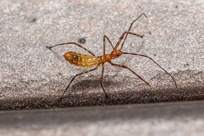 Assassin Bug Nymph stock image. Image of wildlife, harpactorini - 258932463