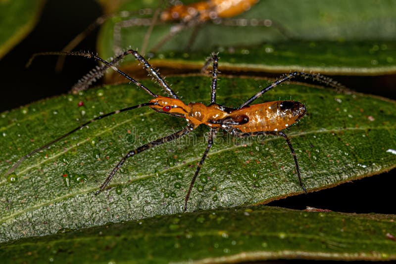 Assassin Bug Nymph stock photo. Image of wild, nymph - 258933314