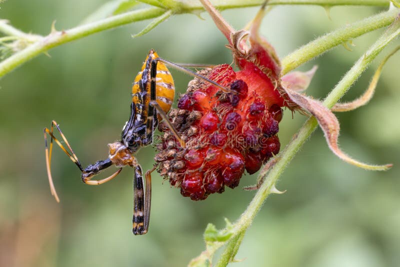 Assassin Bug nympth stock photo. Image of plagipennis - 306093364