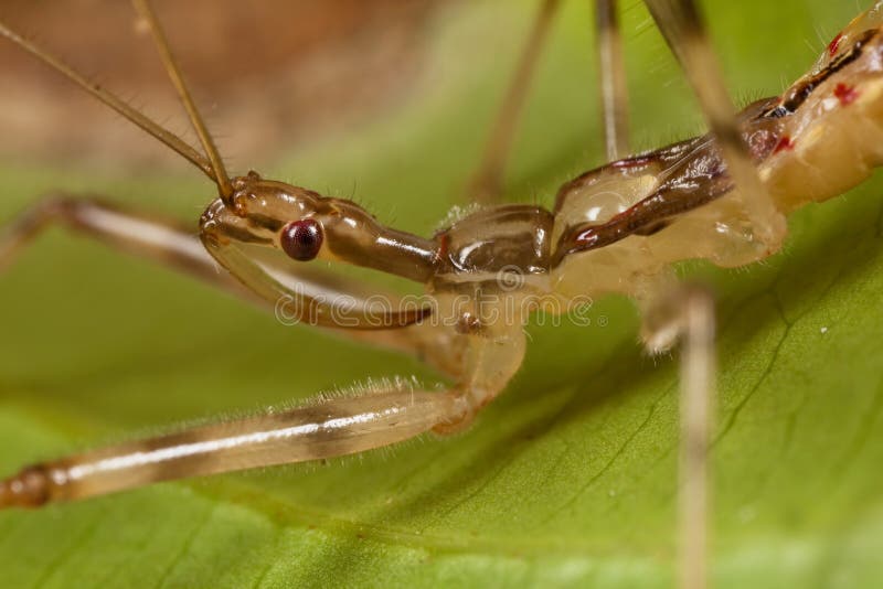 Long neck Weevil stock image. Image of fauna, leaf, insect - 17524793