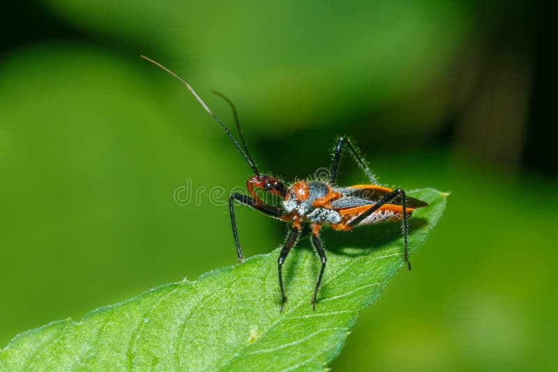 Assassin Bug , Reduviidae,bugs. Stock Photo - Image of fauna, garden ...