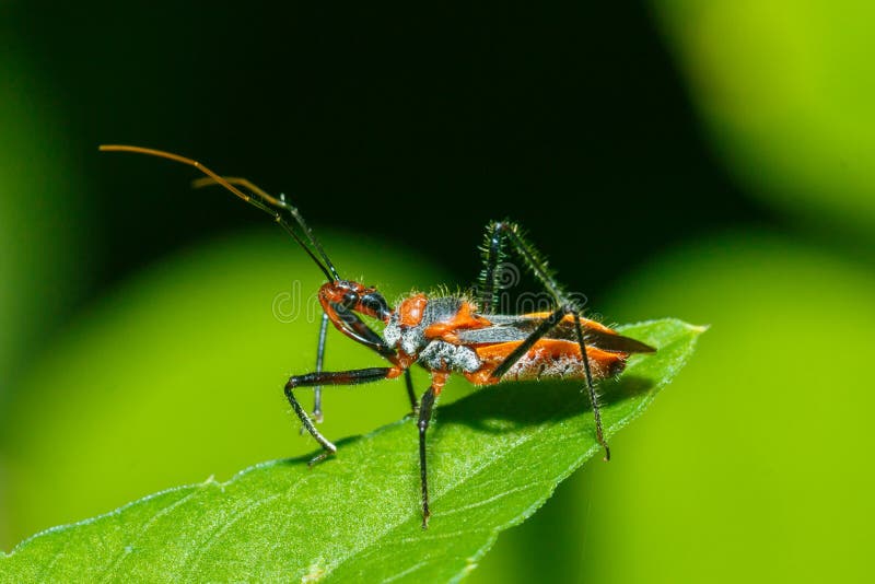 Assassin Bug , Reduviidae,bugs. Stock Photo - Image of bugs, beetle ...