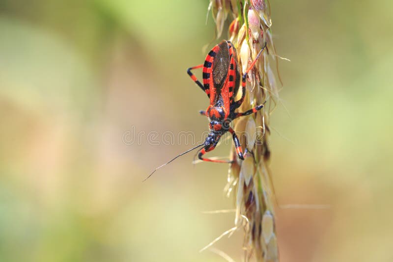 Assassin Bug Rhinocoris Iracundus Close Up Stock Photo - Image of ...