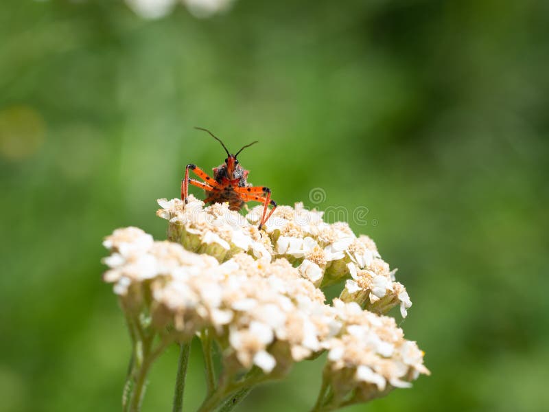 Assassin Bug Rhynocoris Iracundus Sitting on a Flower Stock Photo ...