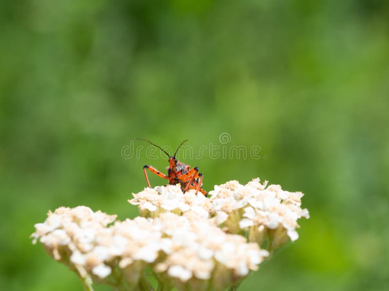 Assassin Bug Rhynocoris Iracundus Sitting on a Flower Stock Photo ...