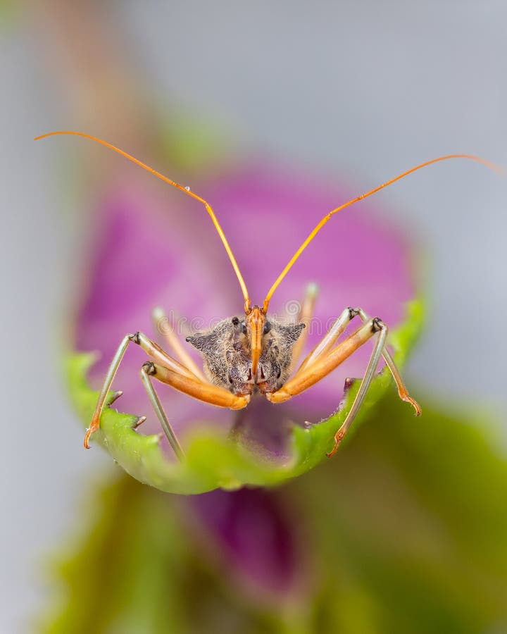An Assassin Bug Sitting on a Leaf and Looking for Its Next Insect Meal ...