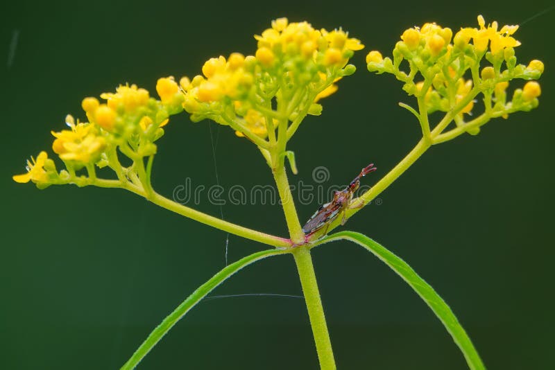 Flower and Assassin bug stock photo. Image of yellow - 192769236