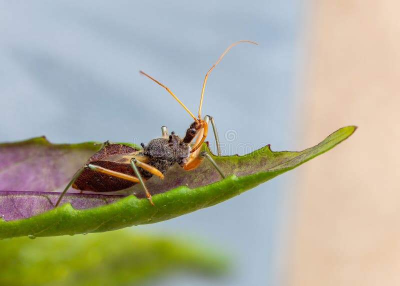 An Assassin Bug, a Voracious Insect Eater, Sits on a Leaf Stock Photo ...