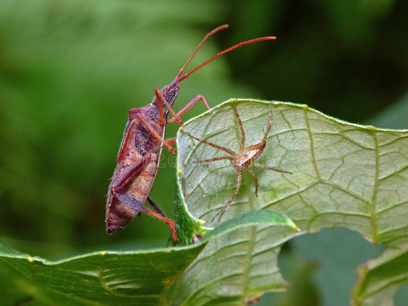 Assassin Bug Walking by a Spider Stock Image - Image of closeup, meadow ...