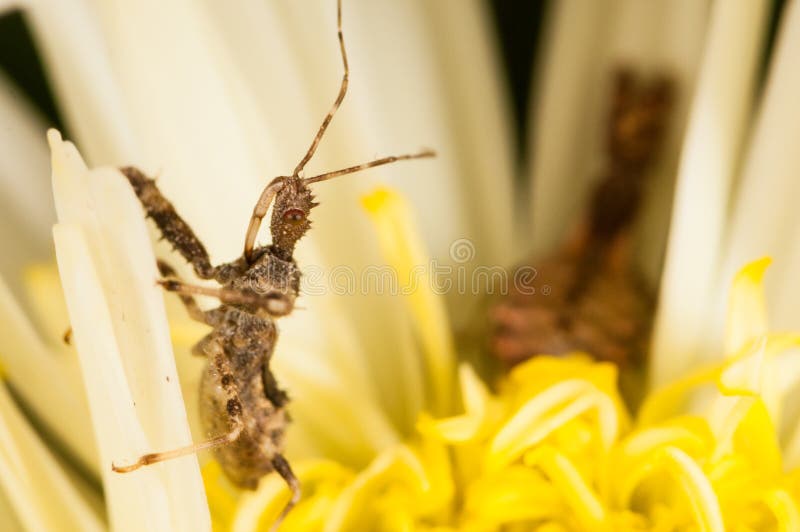 Assassin Bug on a White Flower Stock Photo - Image of closeup, black ...