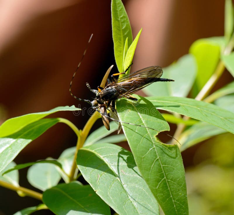 Assassin fly caught beetle stock image. Image of wildlife - 32188843