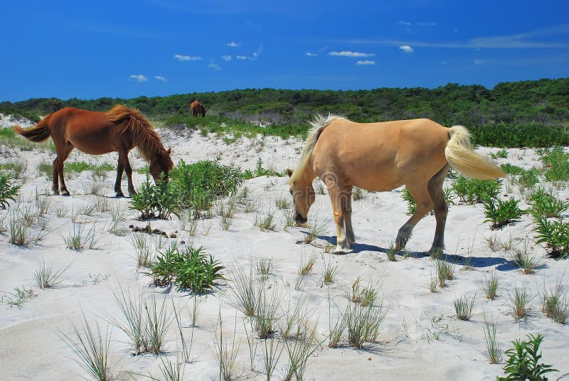 Assateague Island Horses stock image. Image of landscape - 5284213