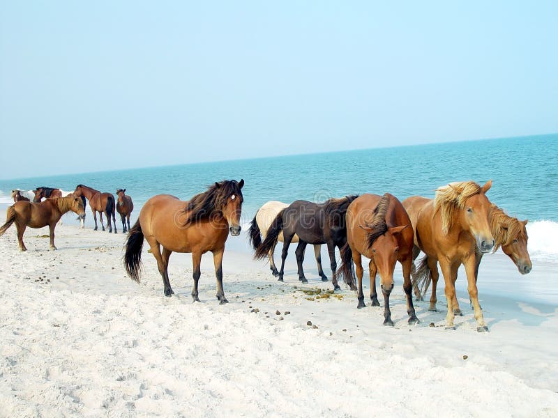 Assateague Ponys stockbild. Bild von sand, strand, pferd - 531425