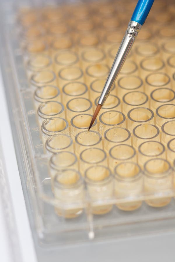 Assay tray loading stock image. Image of scientist, technology - 150749365