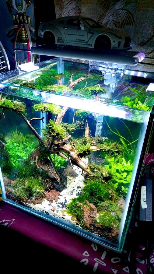 Assembling a Simple Aquascape Editorial Image - Image of aquarium ...