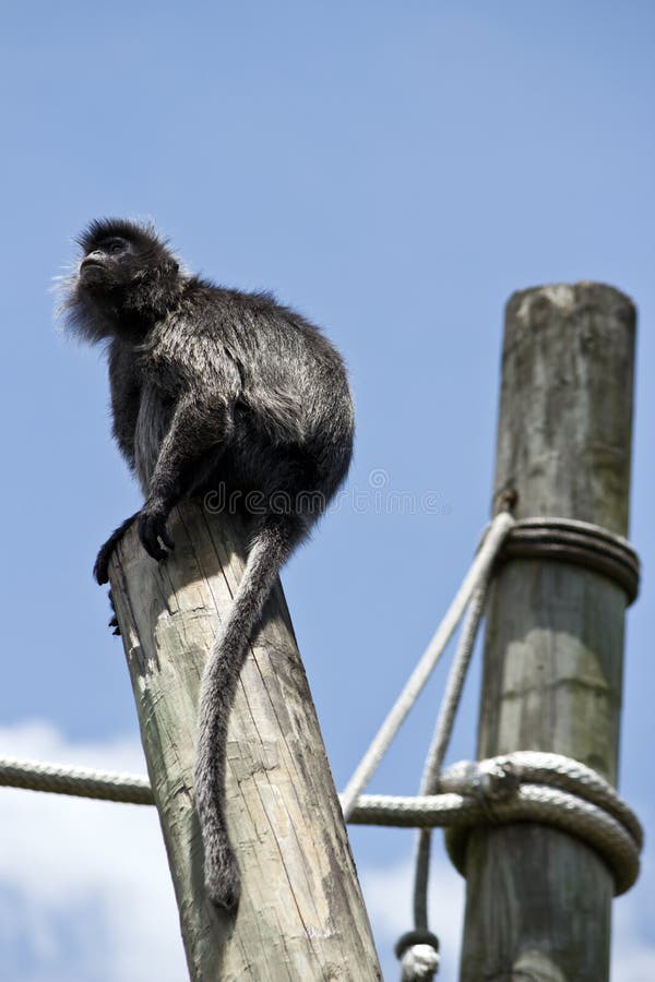 Assento Preto Do Macaco De Furo Imagem de Stock - Imagem de confuso ...