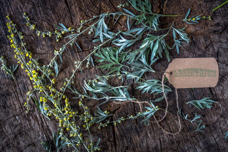 Assenzio immagine stock. Immagine di alimento, fogli - 96878767