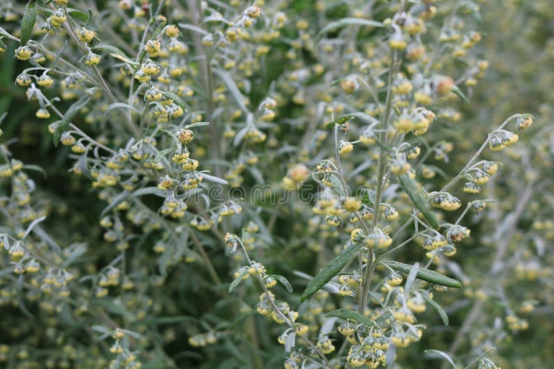 Assenzio (Artemisia Absinthium) Immagine Stock - Immagine di odore ...