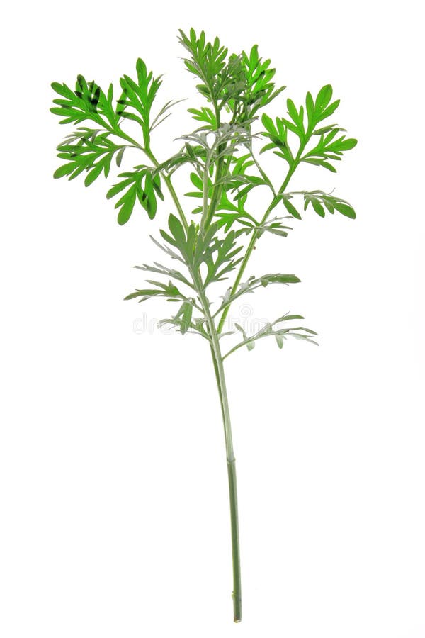 Assenzio Romano (artemisia Absinthium) Fotografia Stock - Immagine di ...