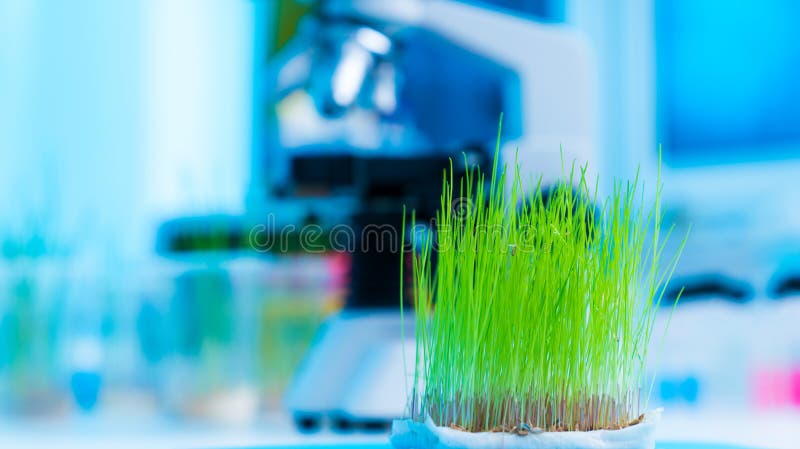 Assessing the Response of Plants To Foliar Application of Micronutrien ...