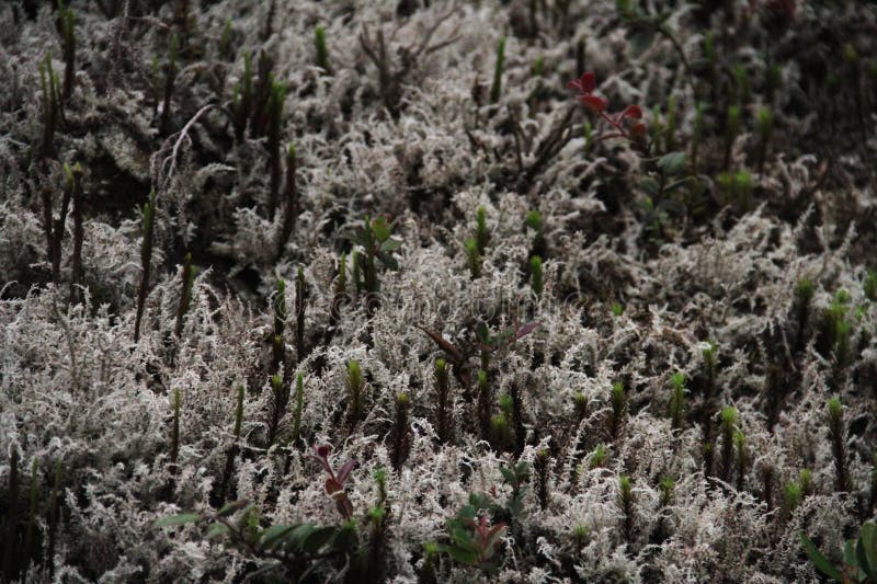 Rock Moss on the Arfak High Land, Papua Stock Photo - Image of extreme ...