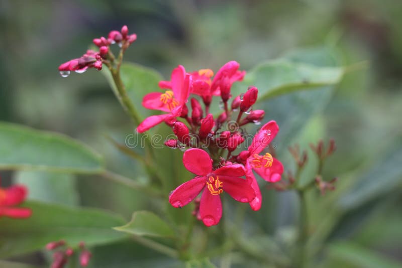 Jatropha Integerrima Jatropha Plants Bright Red Flower Stock Photo ...