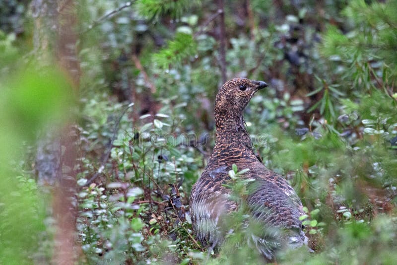 Black grouse (female stock photo. Image of coloration - 141984000