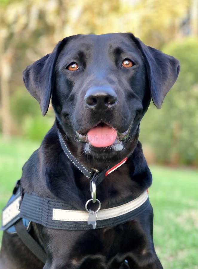 Assistance / service dog stock image. Image of medical - 183036835
