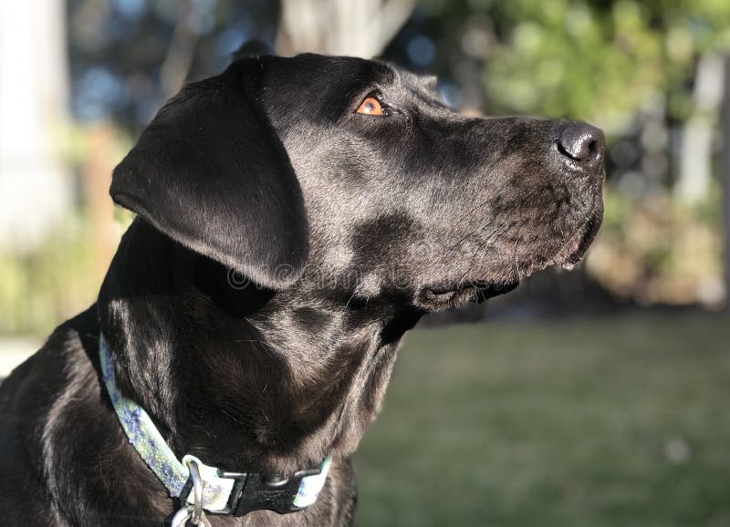 Assistance / service dog stock photo. Image of working - 183037040