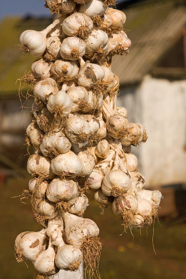 Associated Fresh Garlic on the Farm Stock Image - Image of food, weed ...