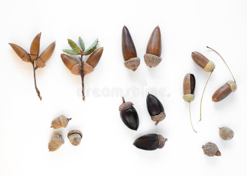 Assorted Acorns from California Stock Image - Image of food, seed ...