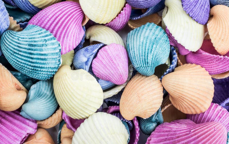 Assorted seashells stock image. Image of shells, assorted - 14191197