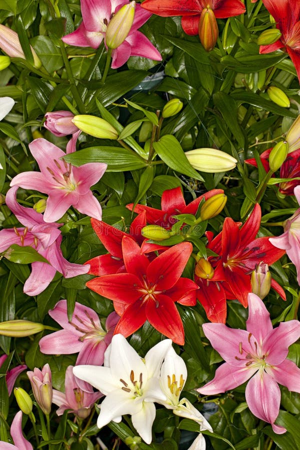 Assorted Asiatic Lilies stock photo. Image of herbaceous - 72848096
