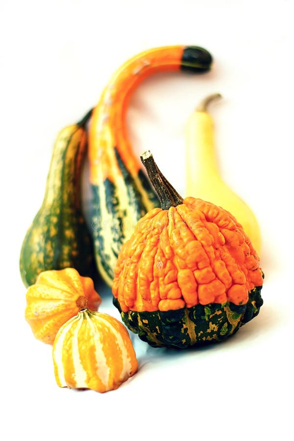 Assorted Autumn Gourds stock image. Image of cucurbita - 3457459