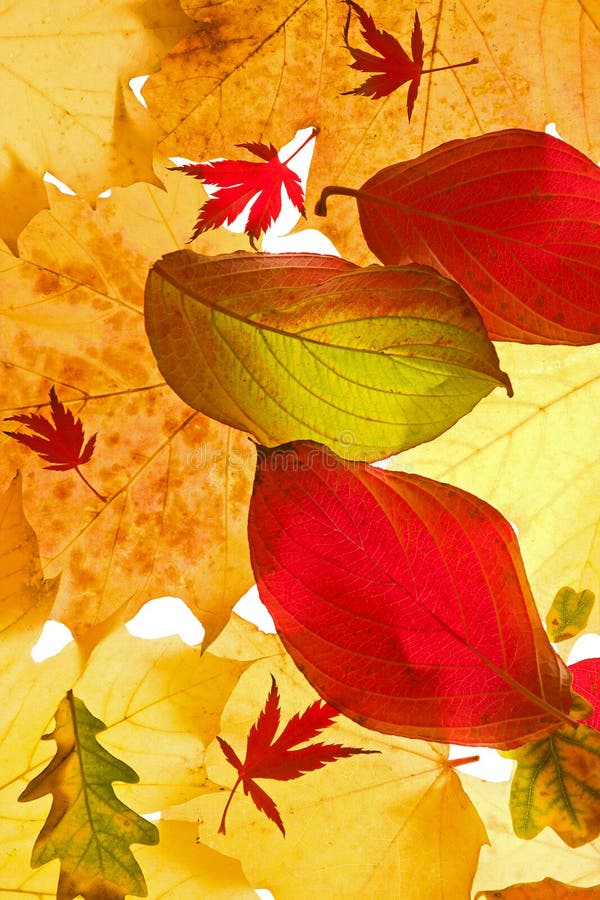 Assorted Autumn Leaves stock photo. Image of backlit - 27090670