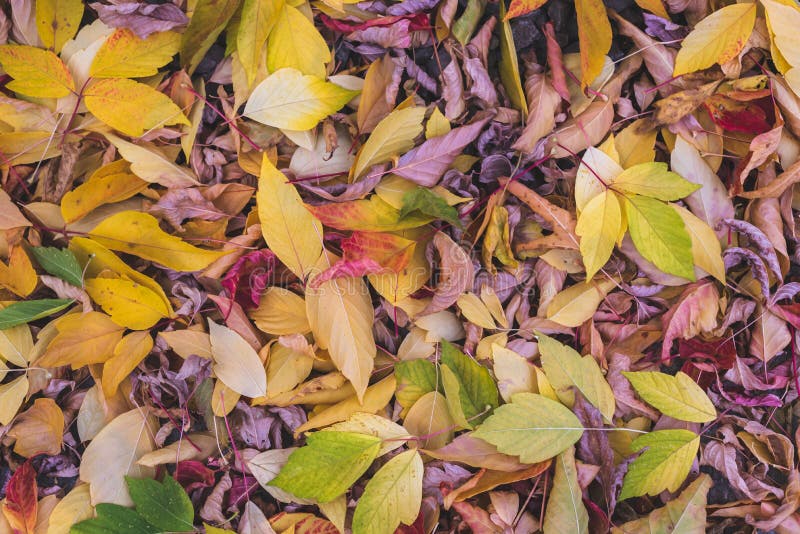Assorted Autumn Leaves on the Ground in Forest Stock Photo - Image of ...