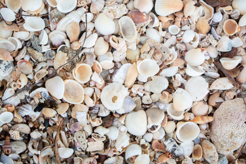 Seashells Texture on the Beach Stock Photo - Image of beauty, scallop ...